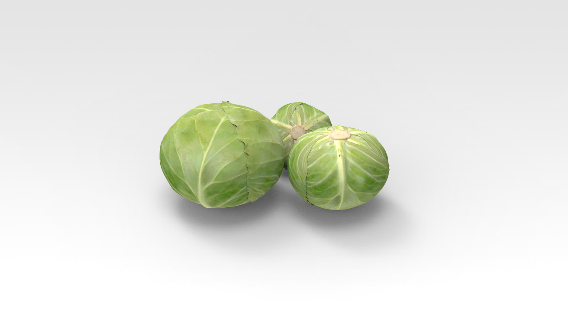 Cabbage - Vegetable 3D Model by Trish