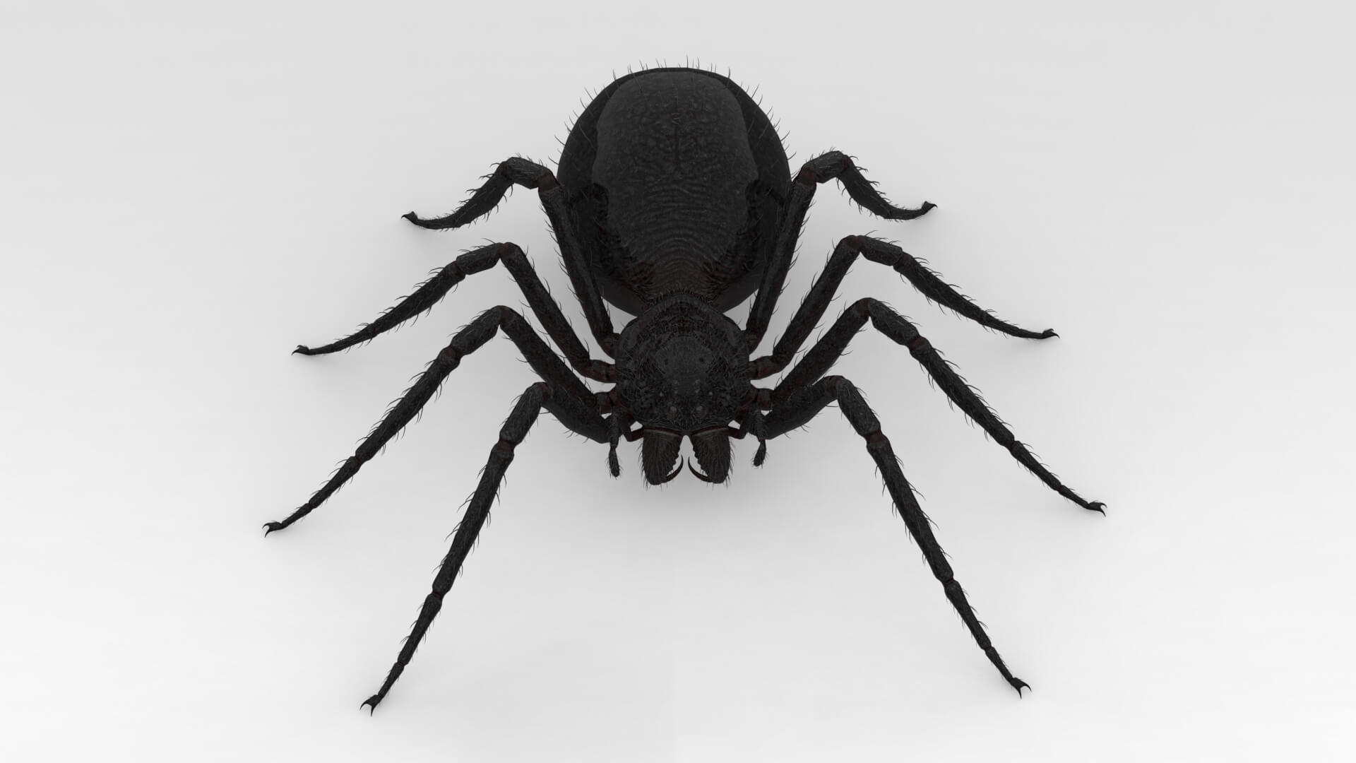 Giant Spider - Arachnids 3D Model by Trish