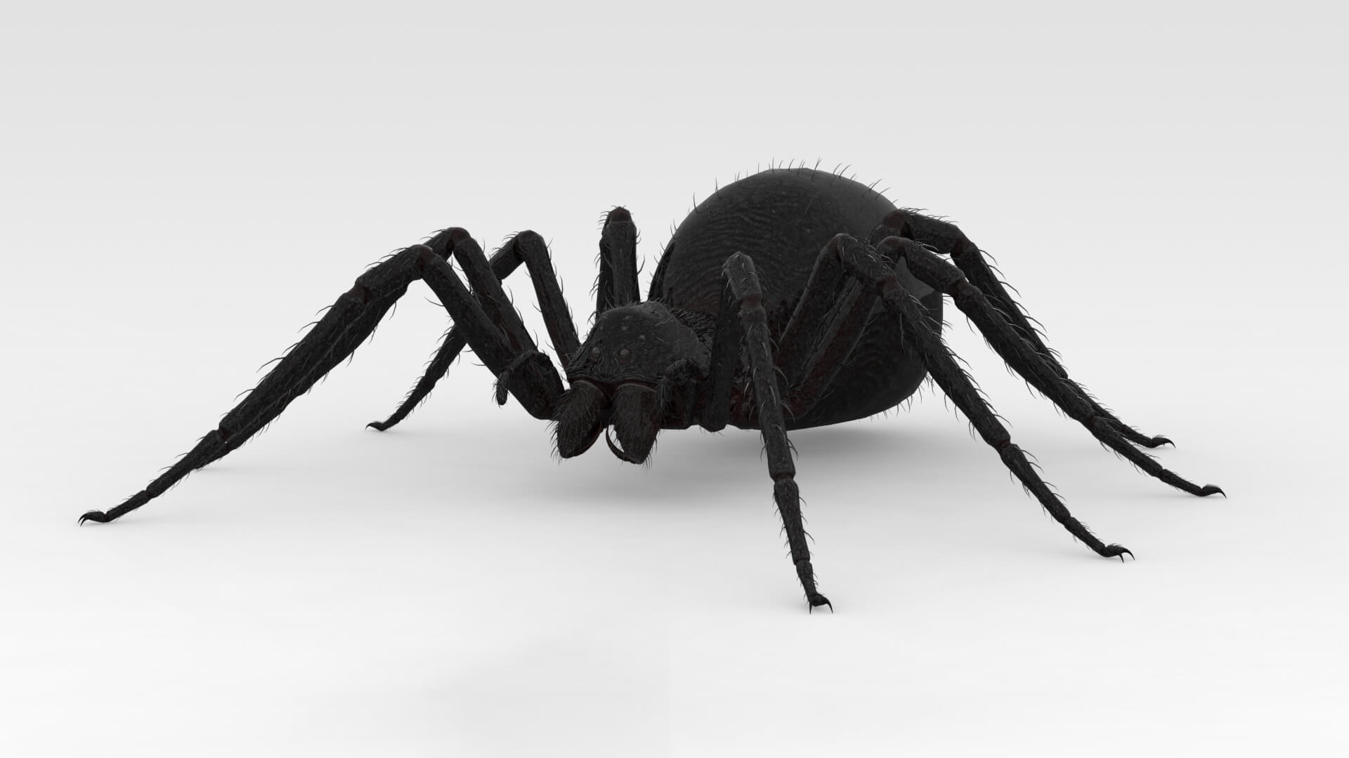 Giant Spider - Arachnids 3D Model by Trish