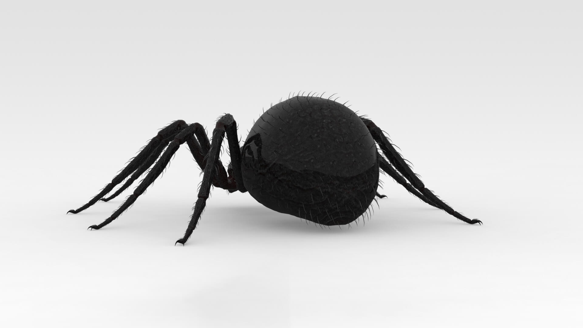 Giant Spider - Arachnids 3D Model by Trish
