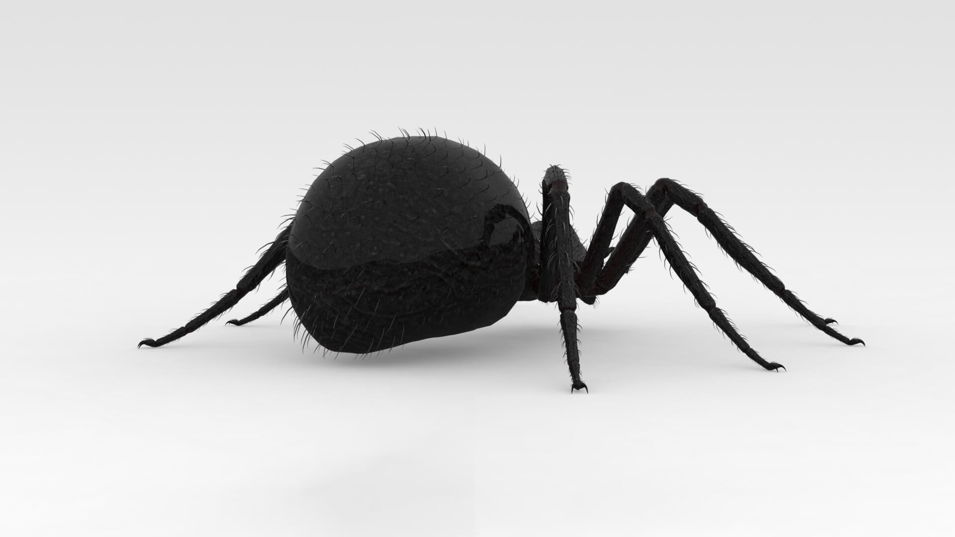 Giant Spider - Arachnids 3D Model by Trish