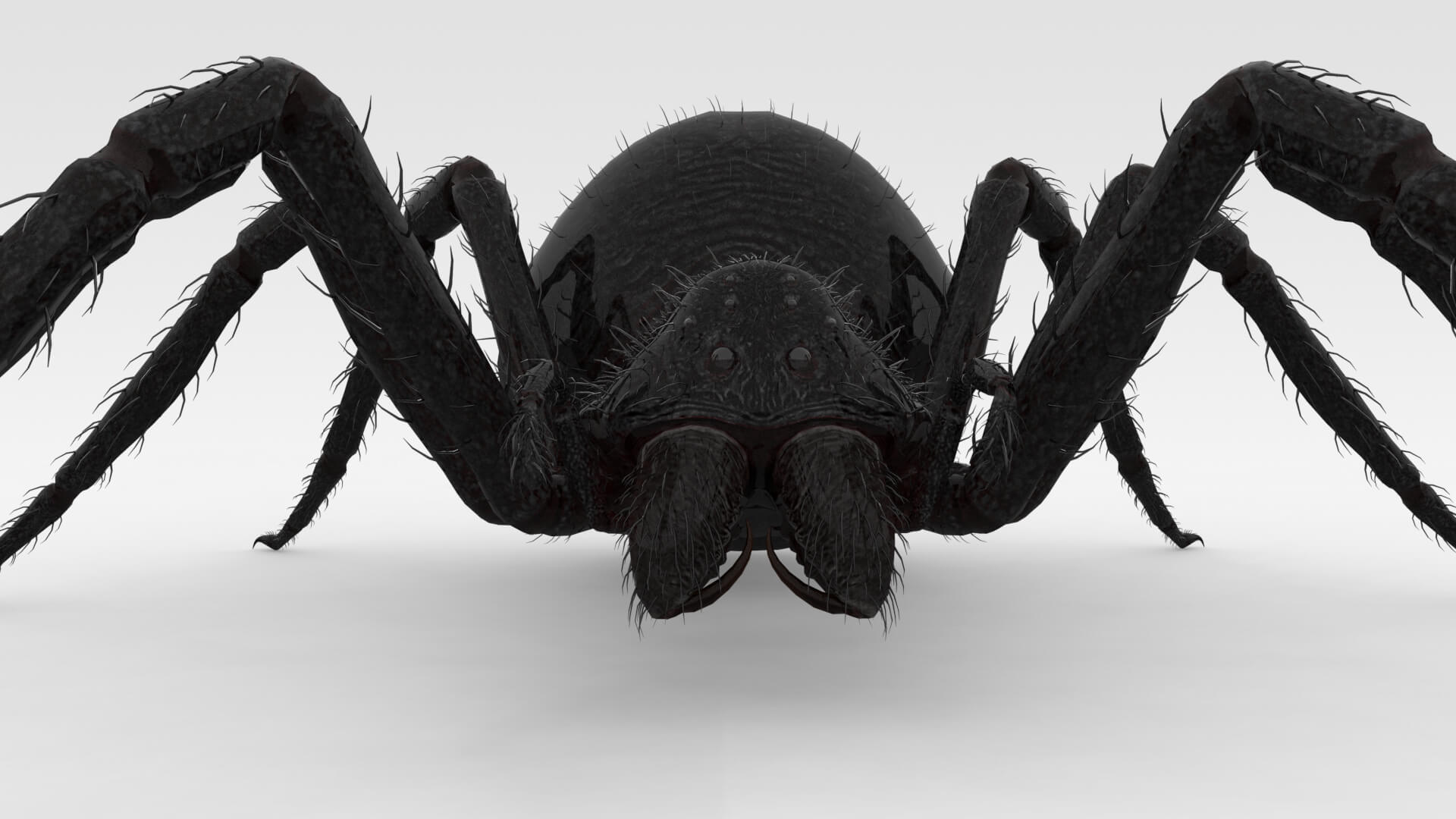 Giant Spider - Arachnids 3D Model by Trish