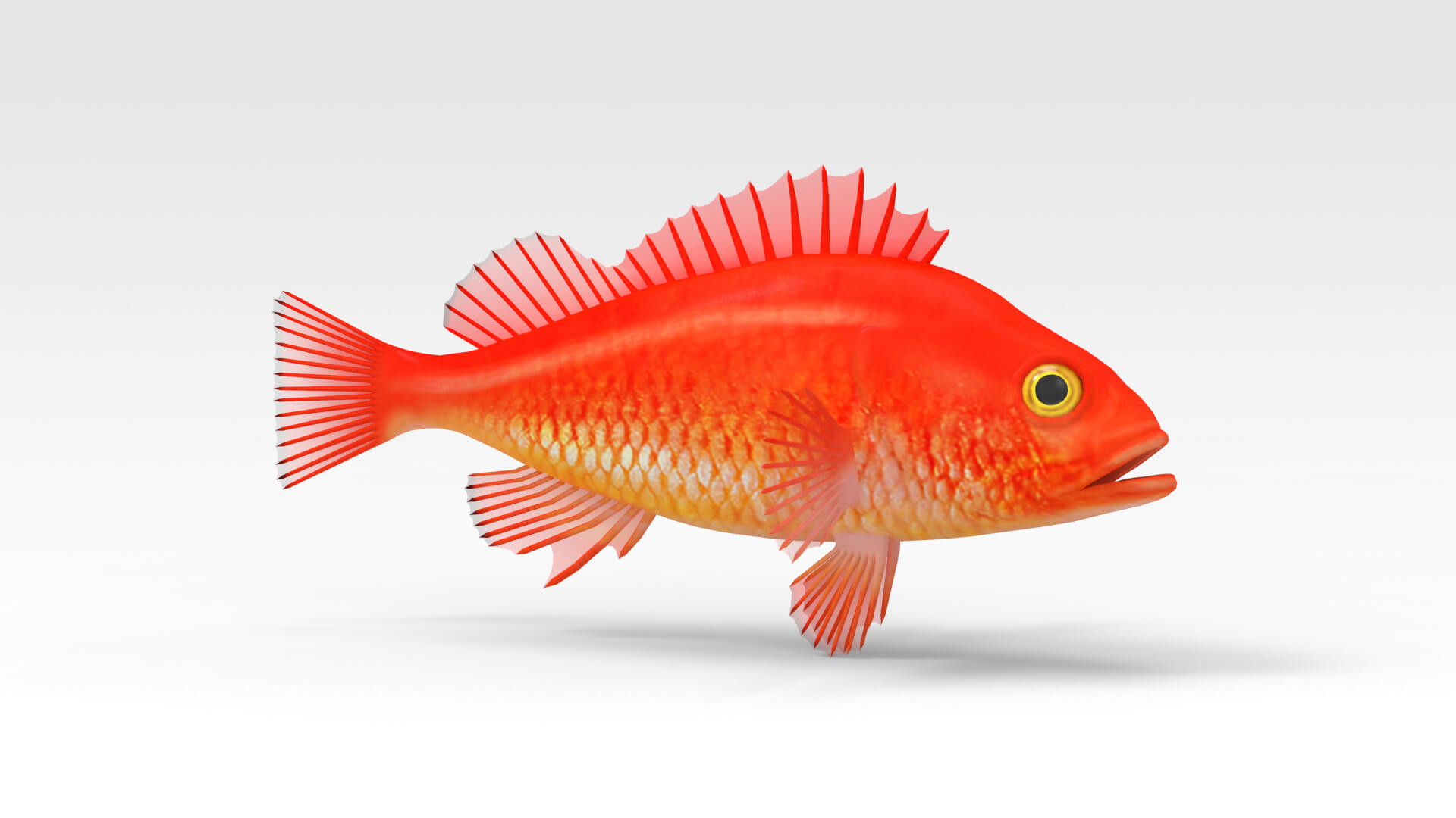 Gold Fish - Gold Fish 3D Model by Trish