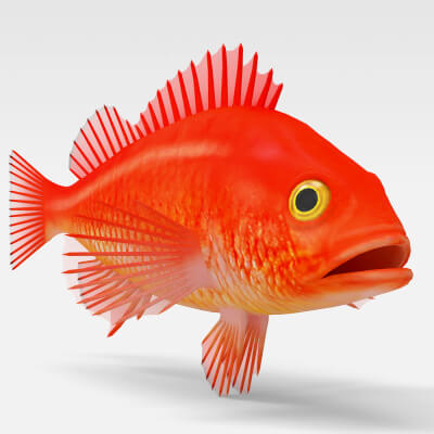 Gold Fish - Gold Fish 3D Model by Trish