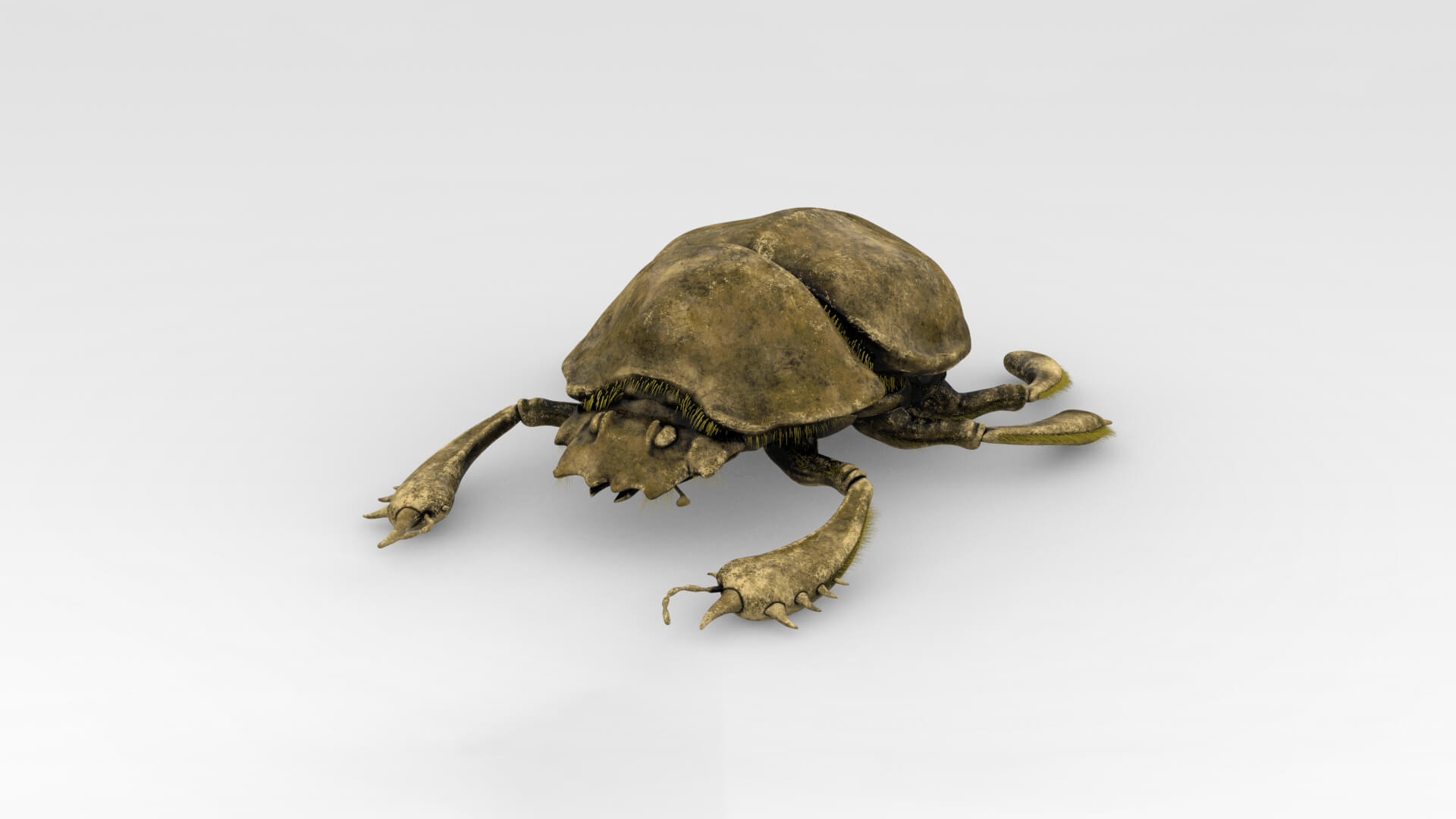 Golden Scarab - Insect 3D Model by Trish