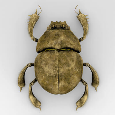 Golden Scarab - Insect 3D Model by Trish