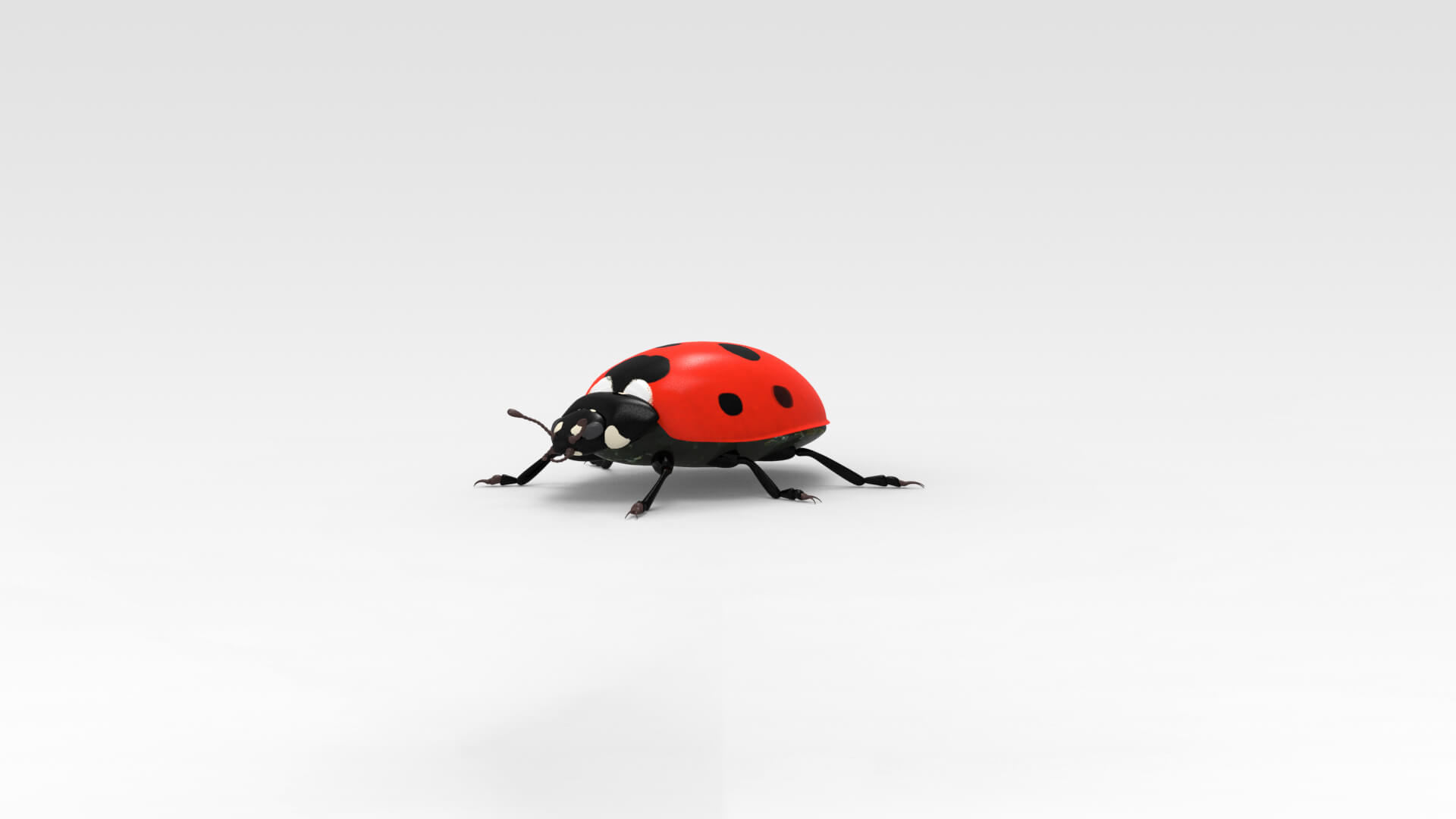 Ladybug - Insects 3D Model by Trish