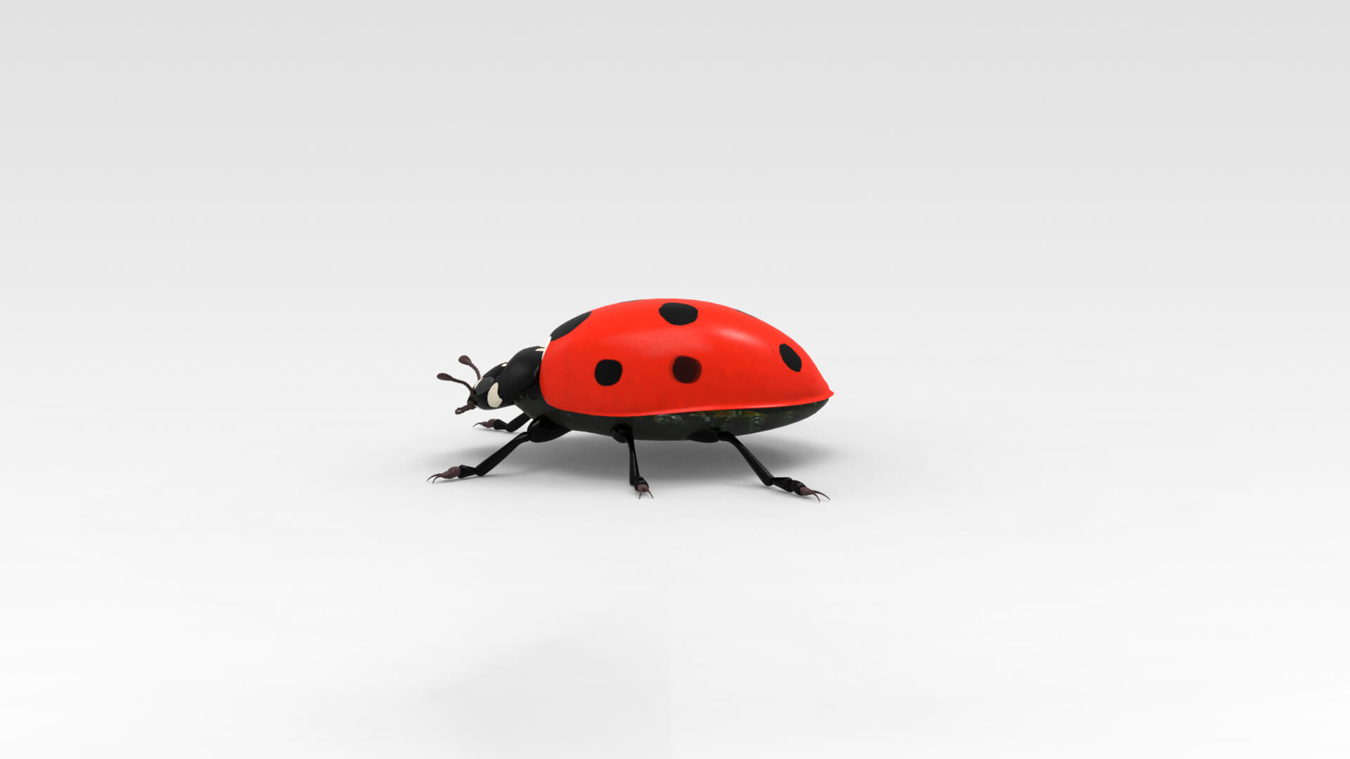 Ladybug - Insects 3D Model by Trish