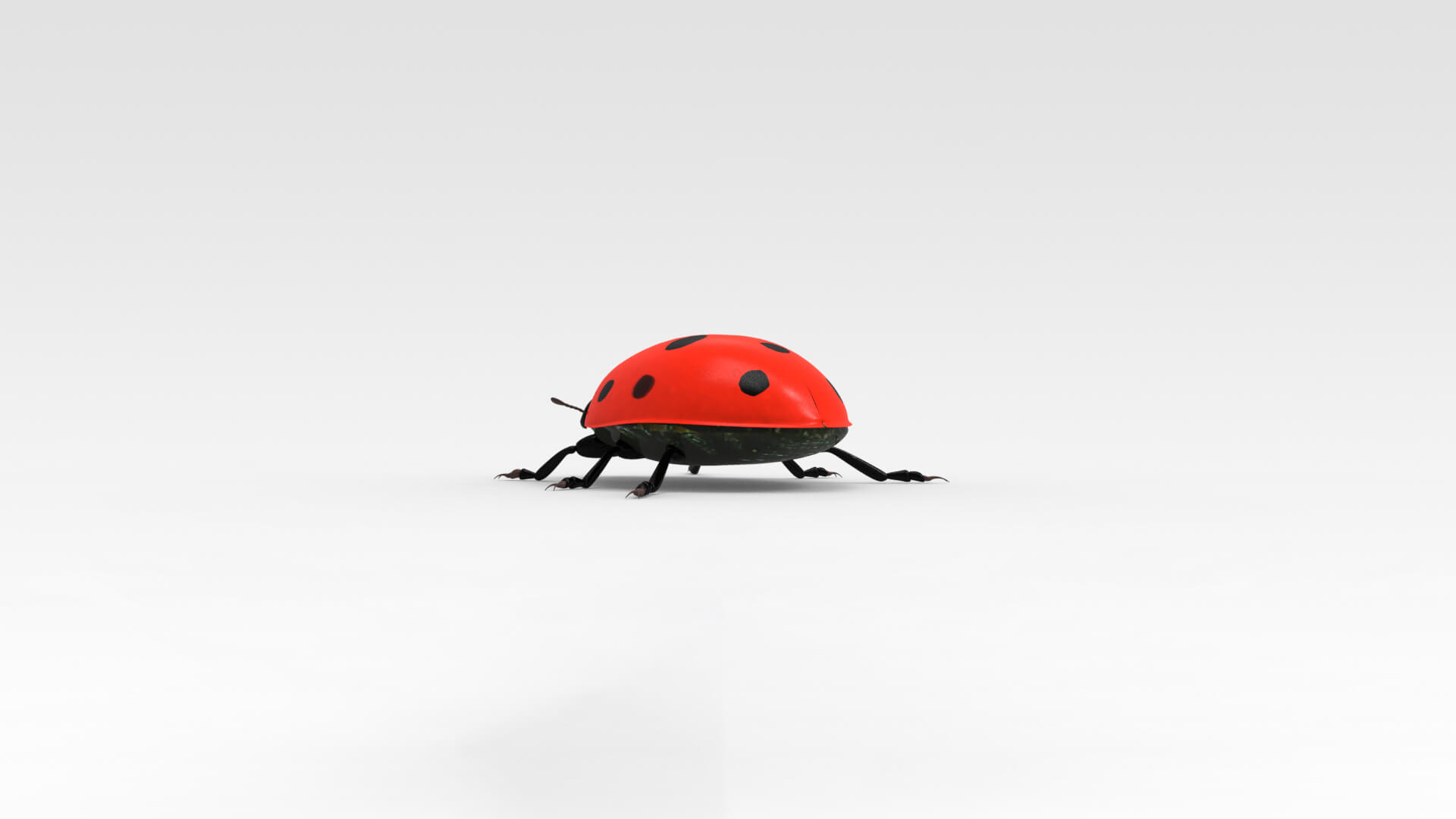 Ladybug - Insects 3D Model by Trish