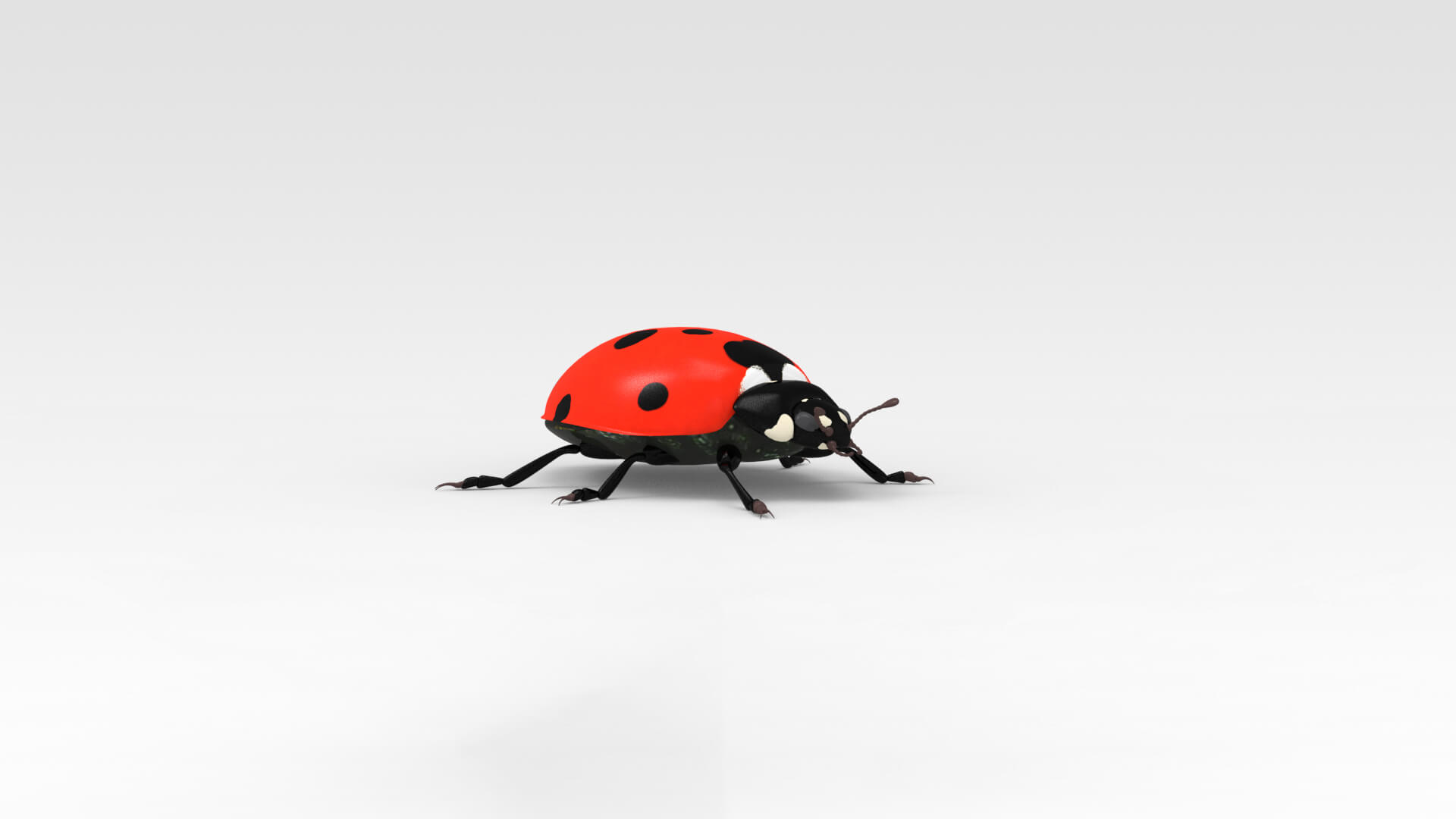 Ladybug - Insects 3D Model by Trish