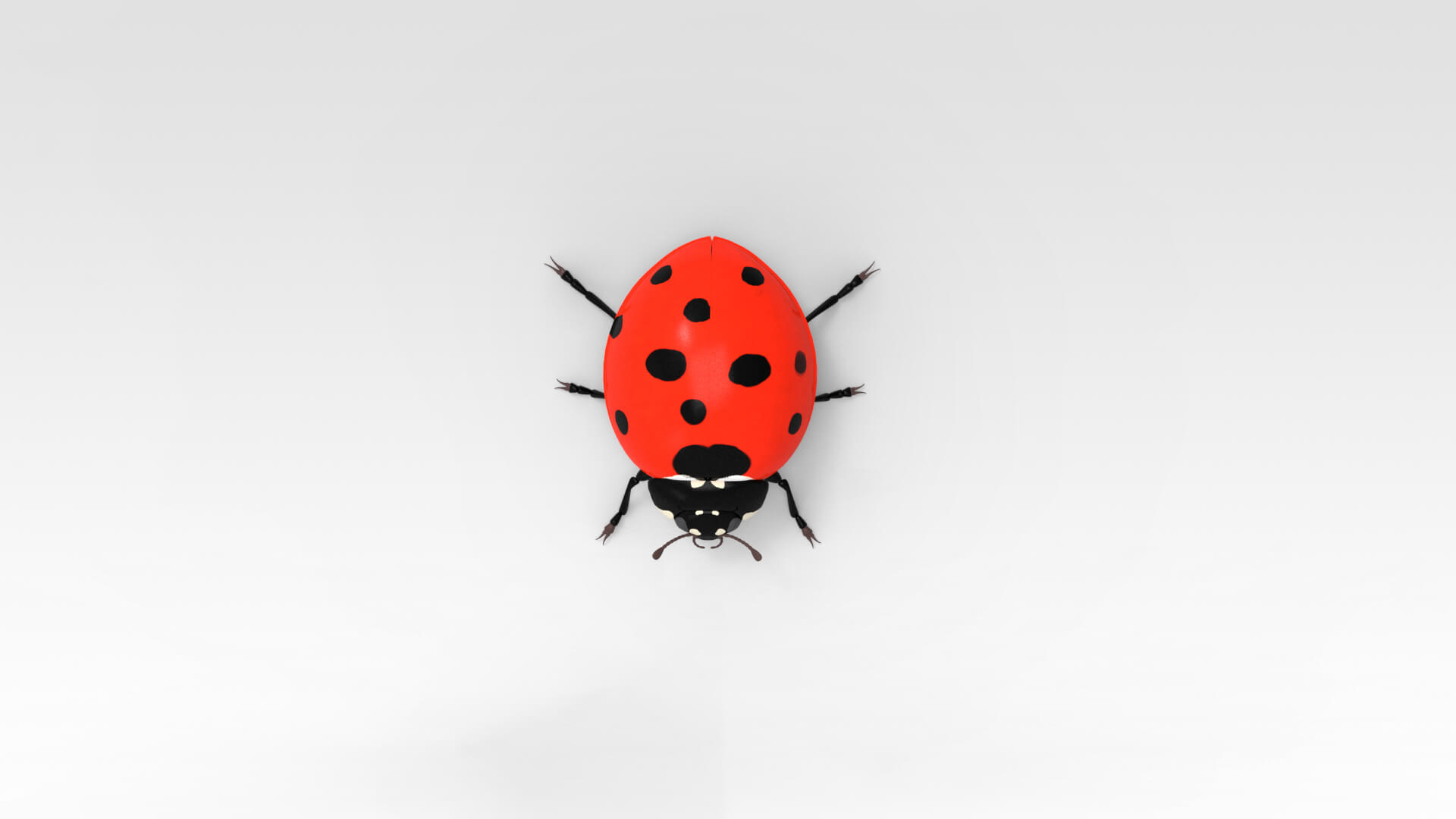 Ladybug - Insects 3D Model by Trish