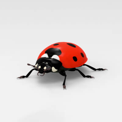 Ladybug - Insects 3D Model by Trish