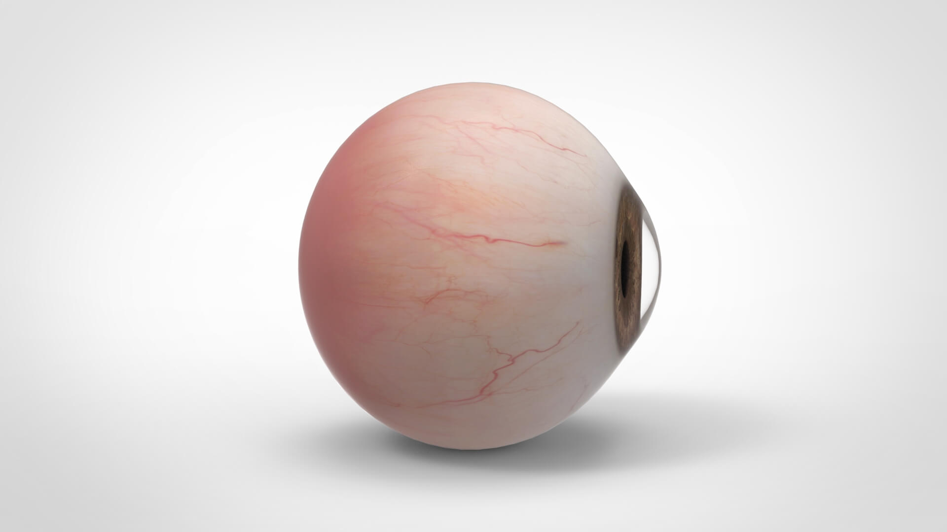 Realistic Eye - 3D Model by Trish