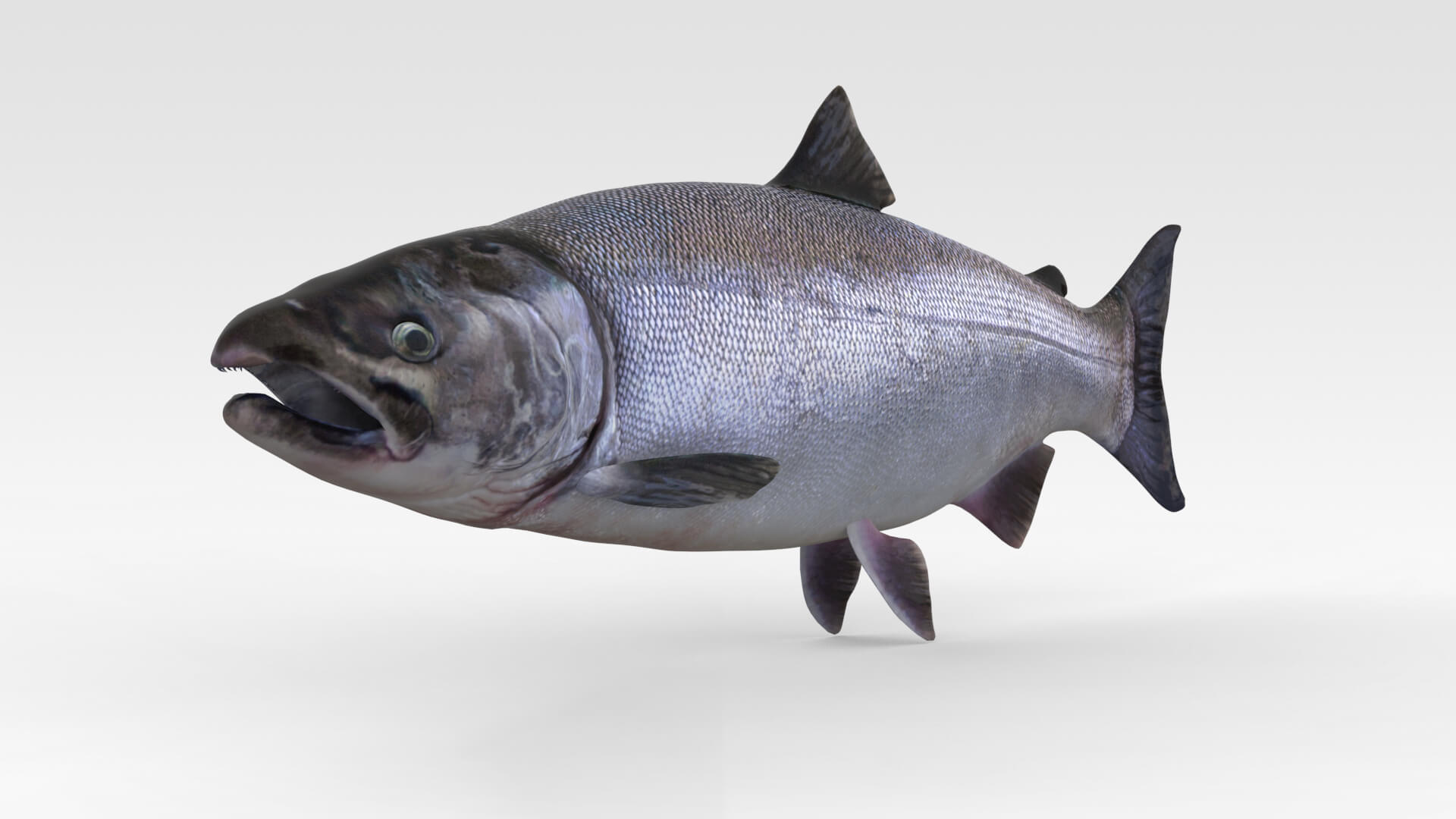 Salmon Fish - Sea Animal 3D Model by Trish