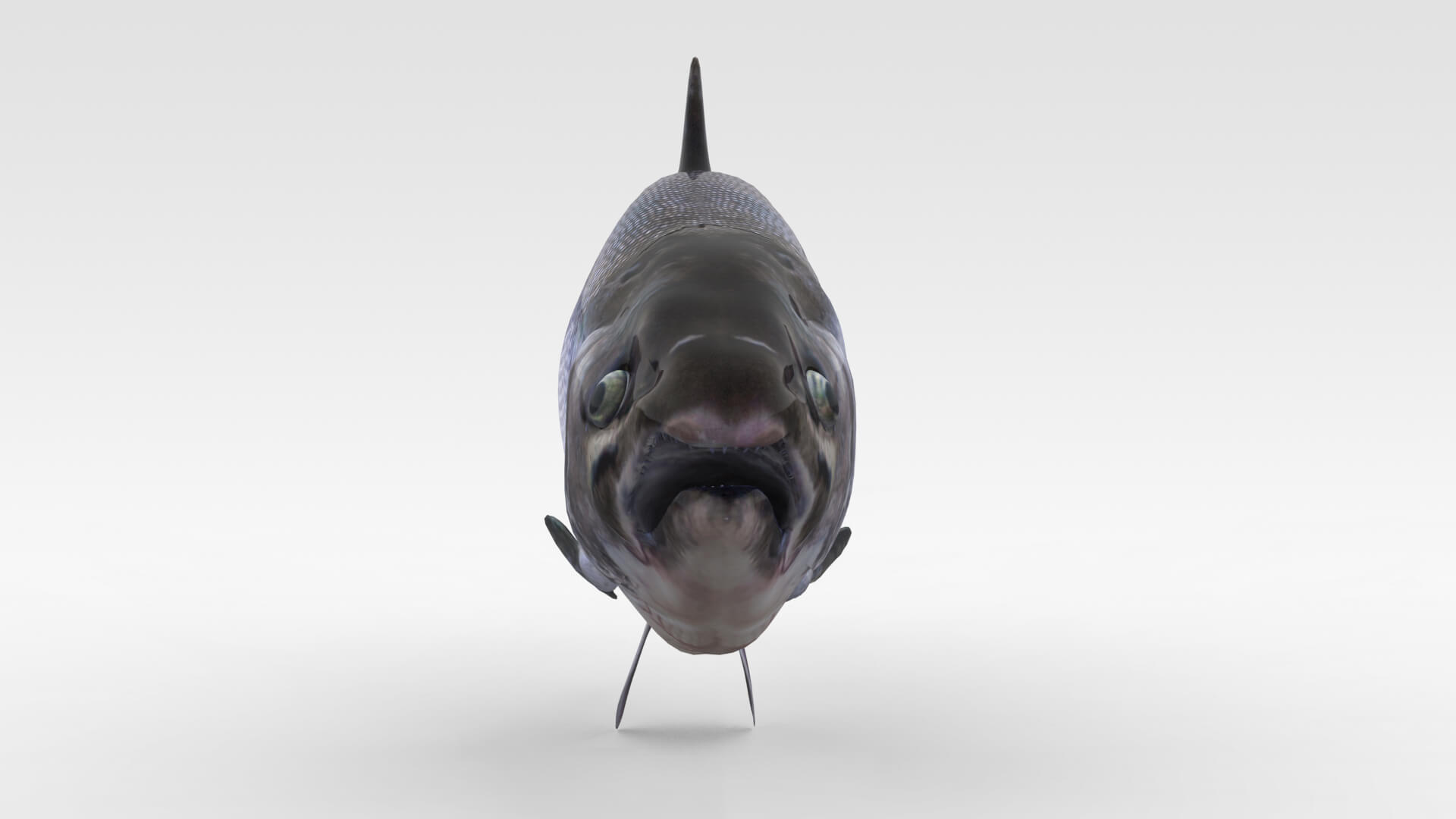 Salmon Fish - Sea Animal 3D Model by Trish