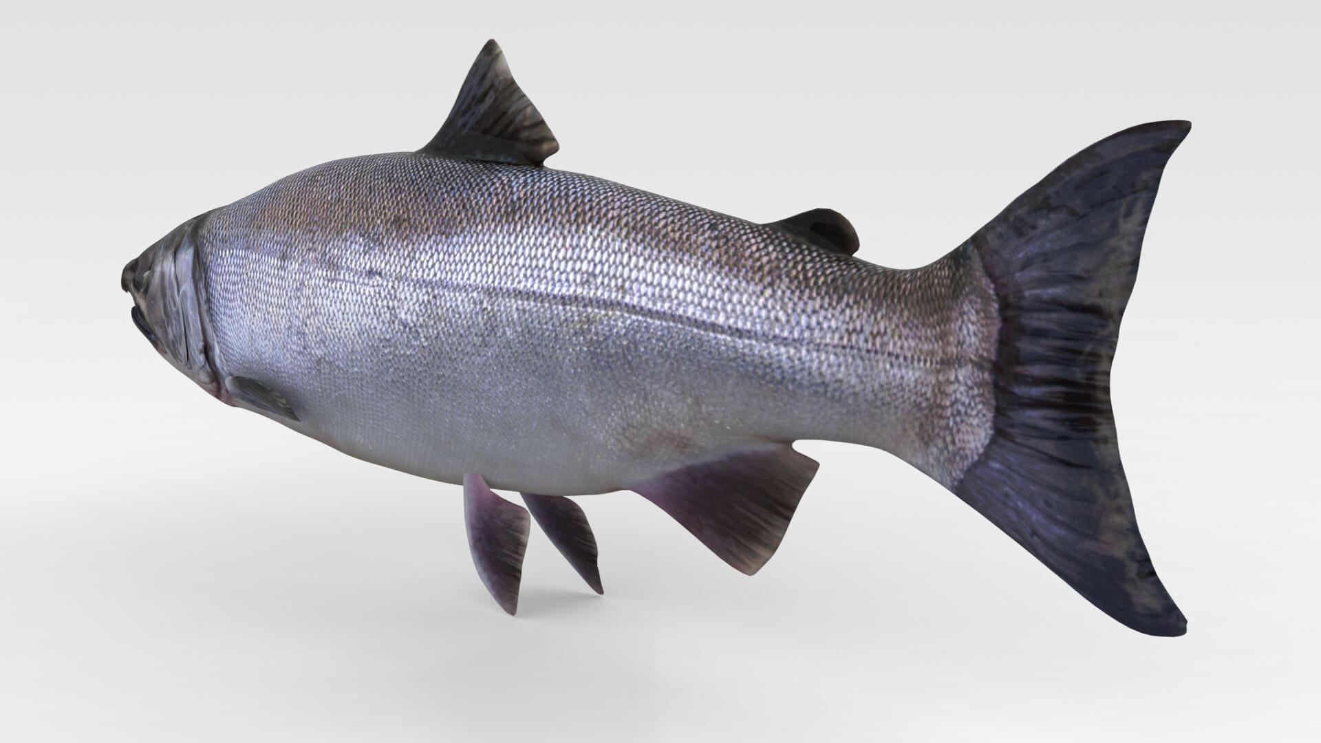Salmon Fish - Sea Animal 3D Model by Trish