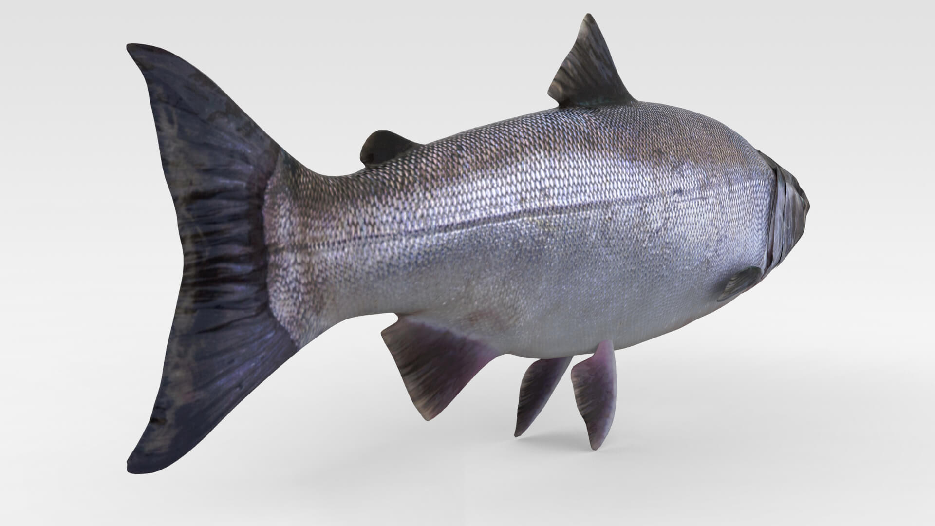 Salmon Fish - Sea Animal 3D Model by Trish