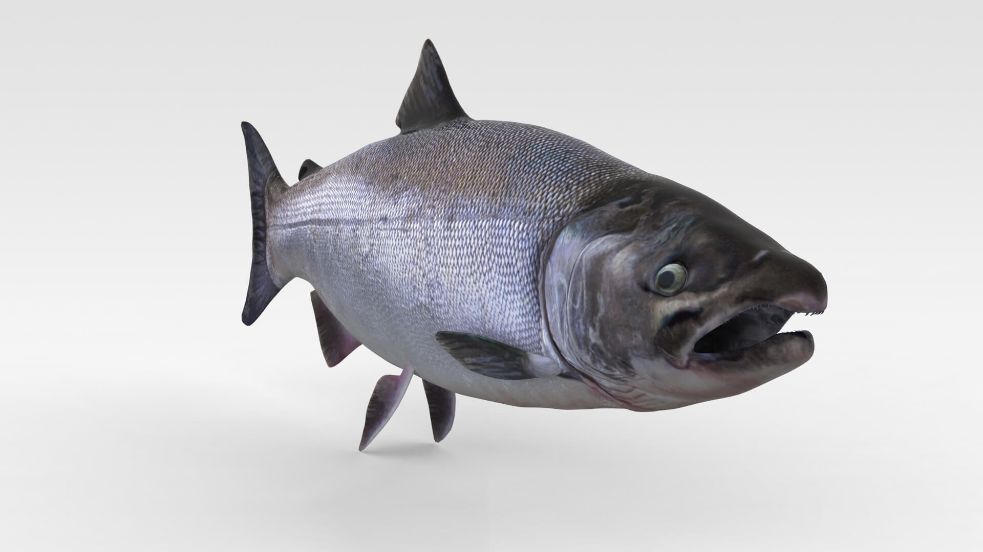 Salmon Fish - Sea Animal 3D Model by Trish