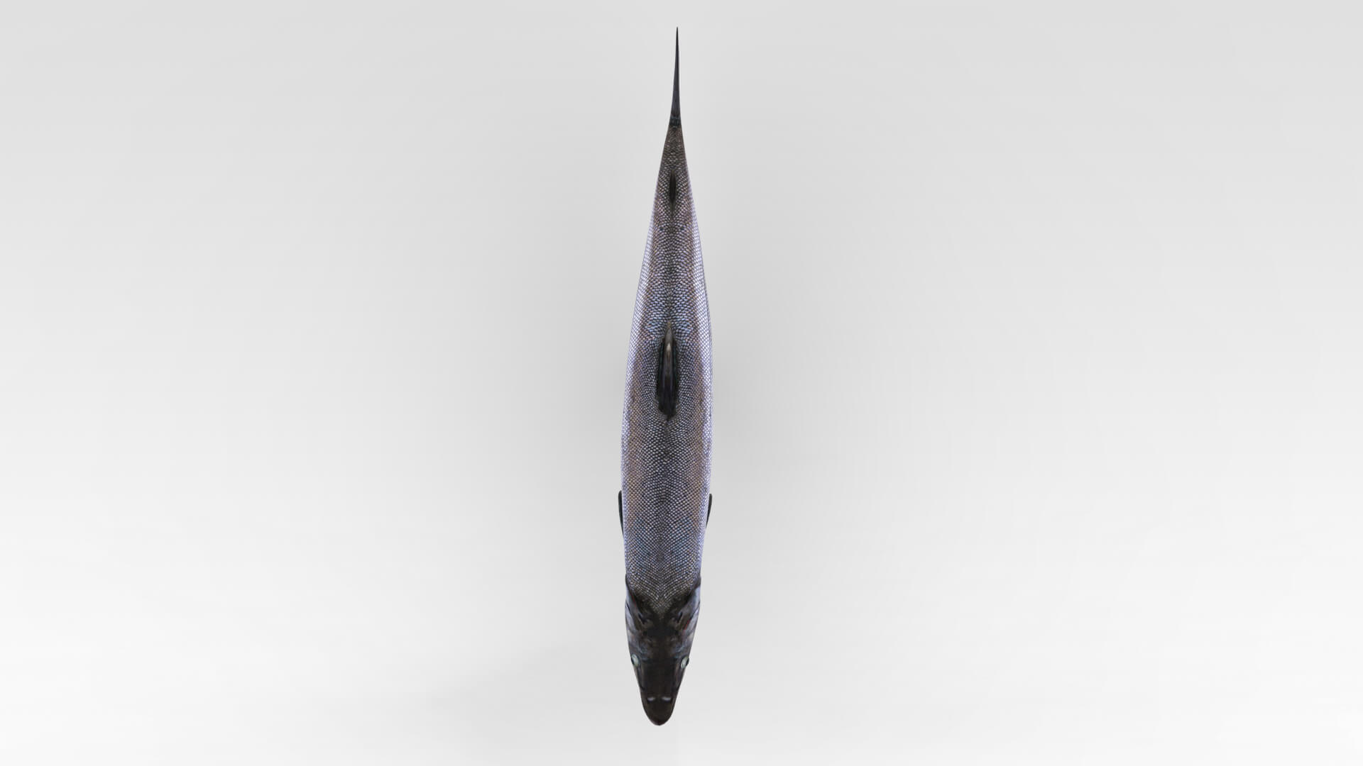 Salmon Fish - Sea Animal 3D Model by Trish
