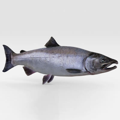 Salmon Fish - Sea Animal 3D Model by Trish