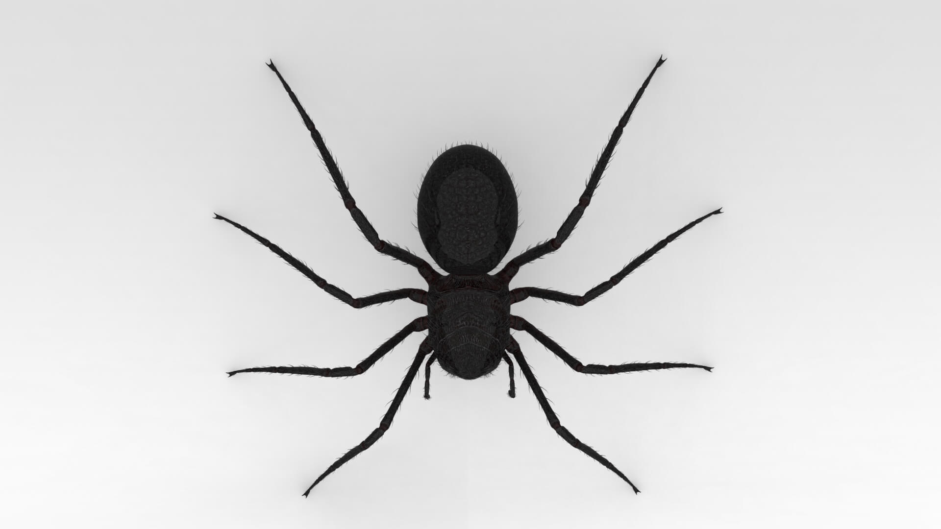 Spider - Arachnids 3D Model by Trish