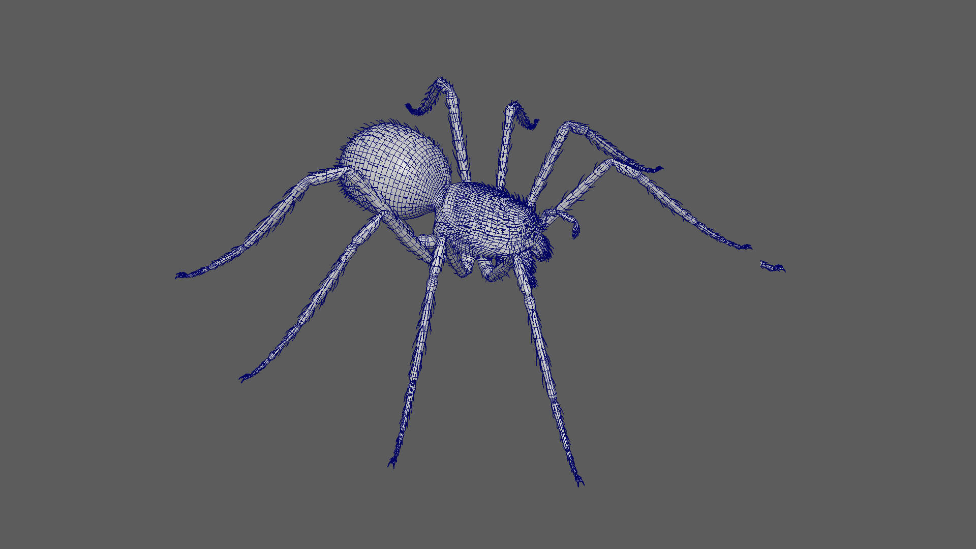 Spider - Arachnids 3D Model by Trish