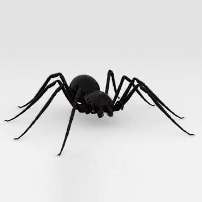 Spider - Arachnids 3D Model by Trish