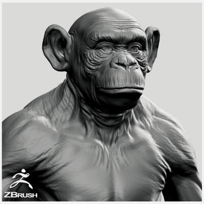 Tsering | 3D Models | Chimpanzees