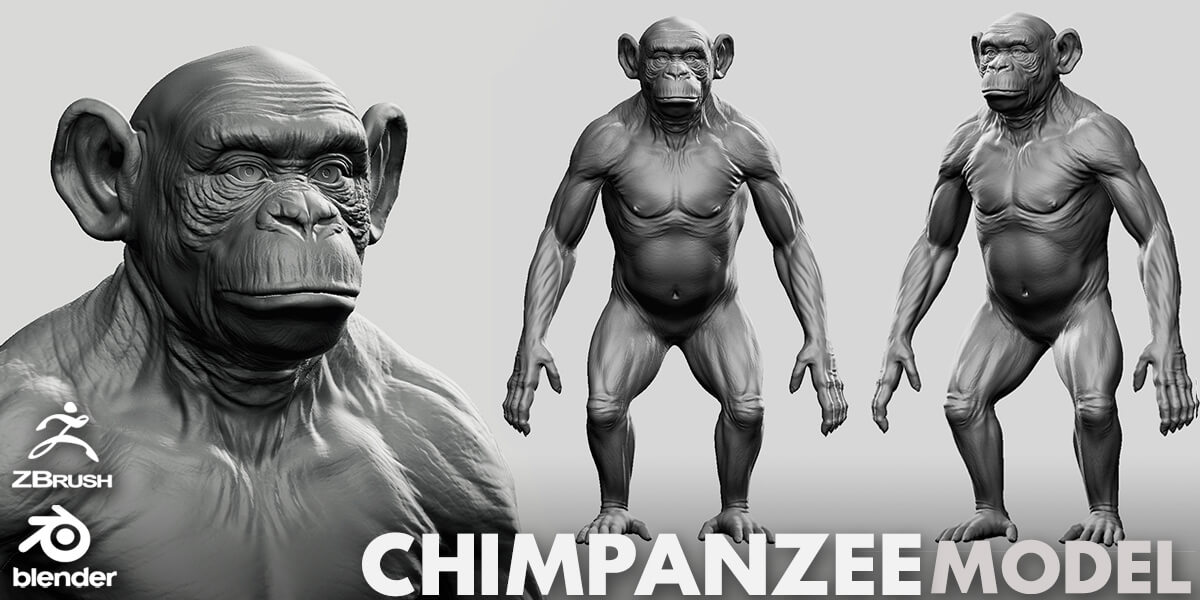 Chimpanzee Sculpt - 3D Model by Tsering