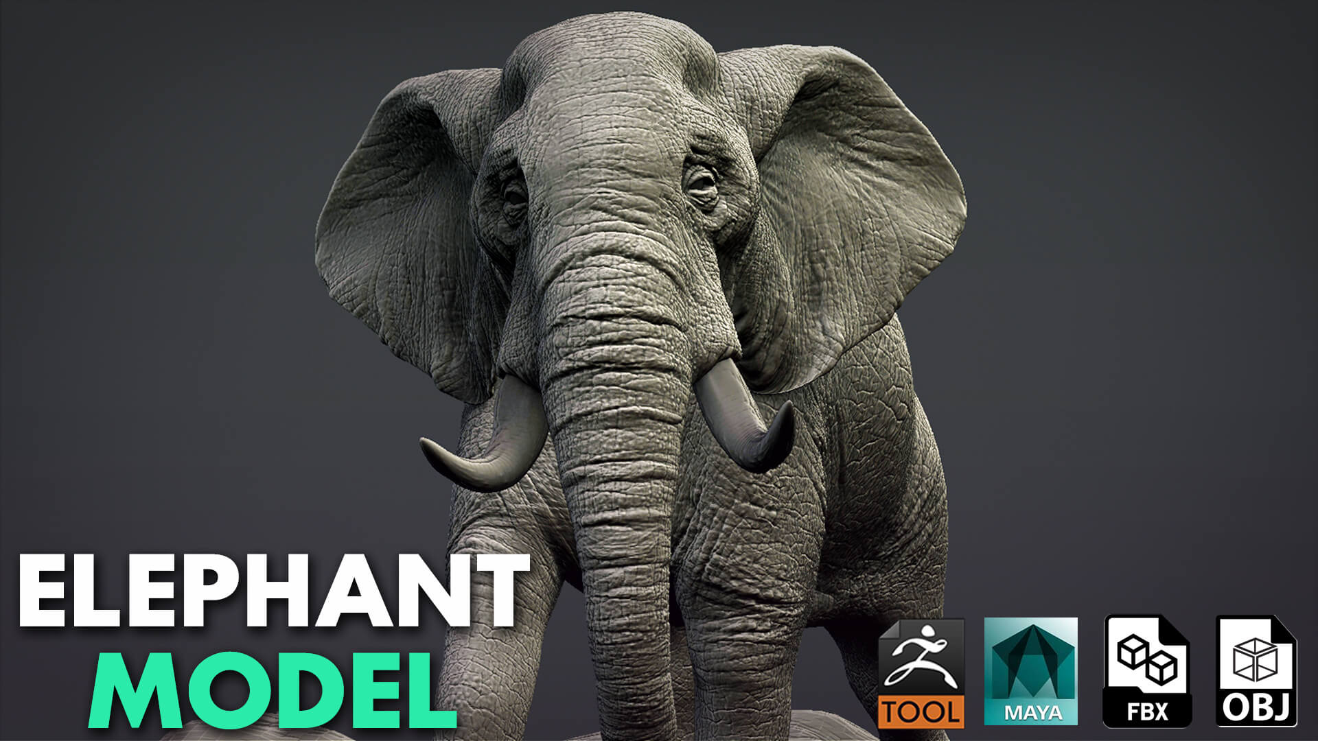 Elephant Model by Tsering