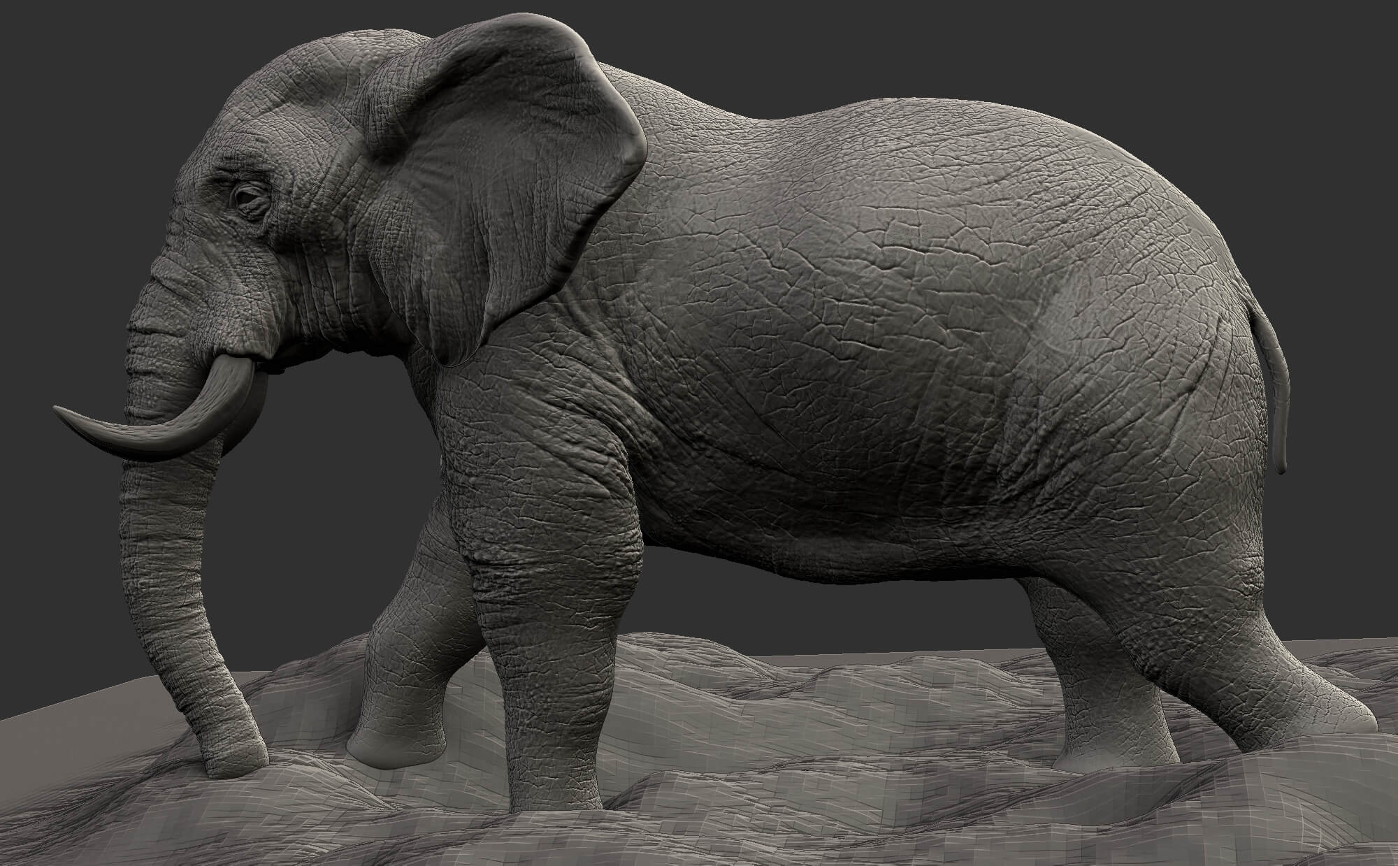 Elephant Model by Tsering