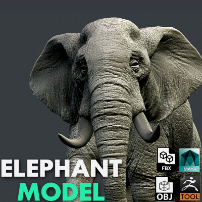Elephant Model by Tsering