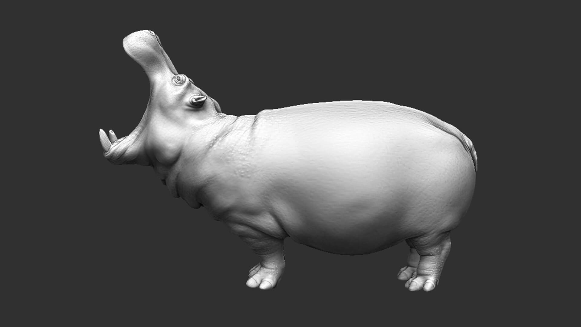 Hippopotamus - 3D Model by Tsering