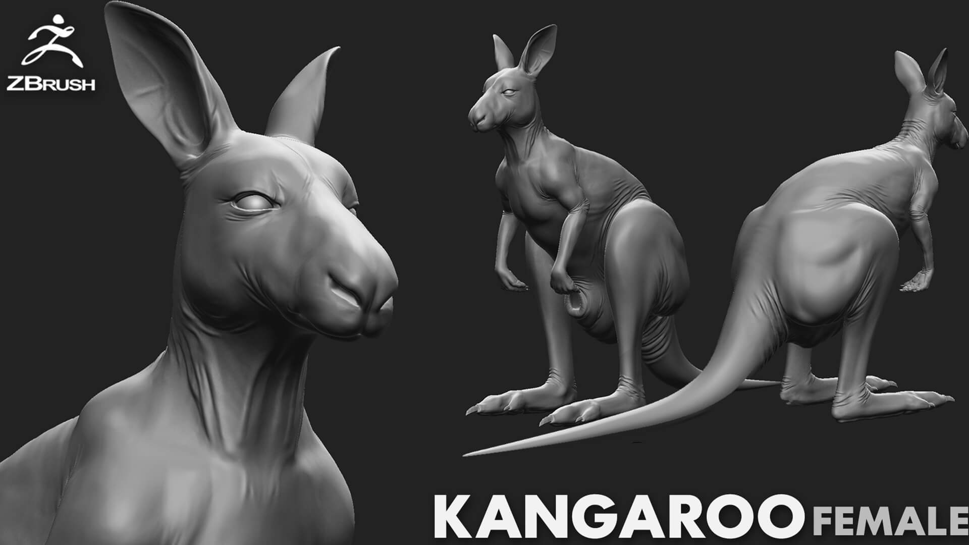 Kangaroo Female - 3D Model by Tsering