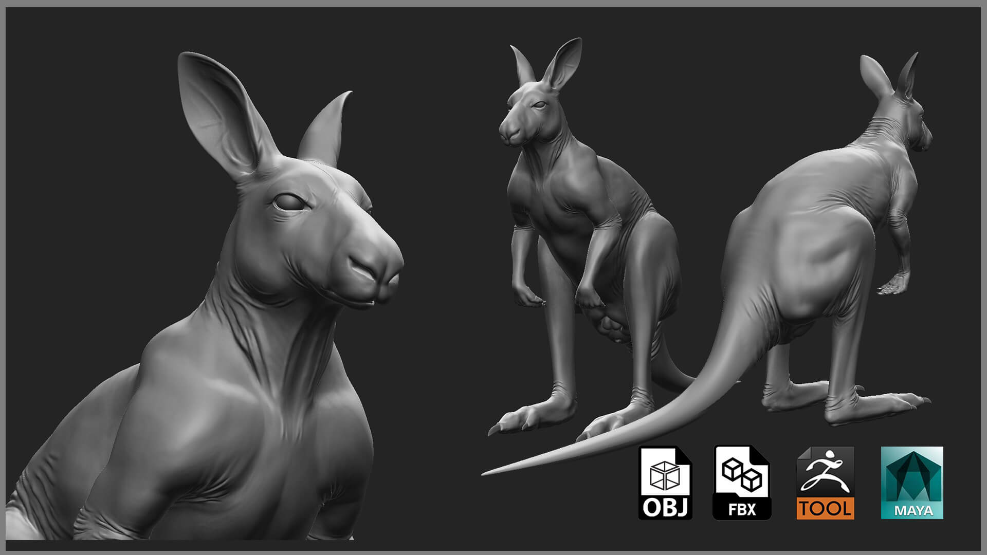 Kangaroo Male - 3D Model by Tsering