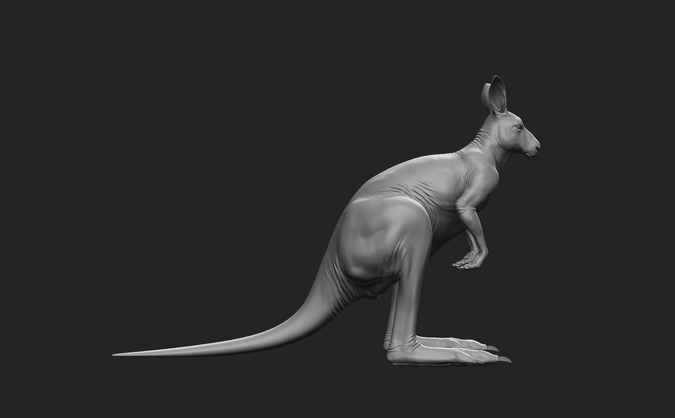 Kangaroo Male - 3D Model by Tsering