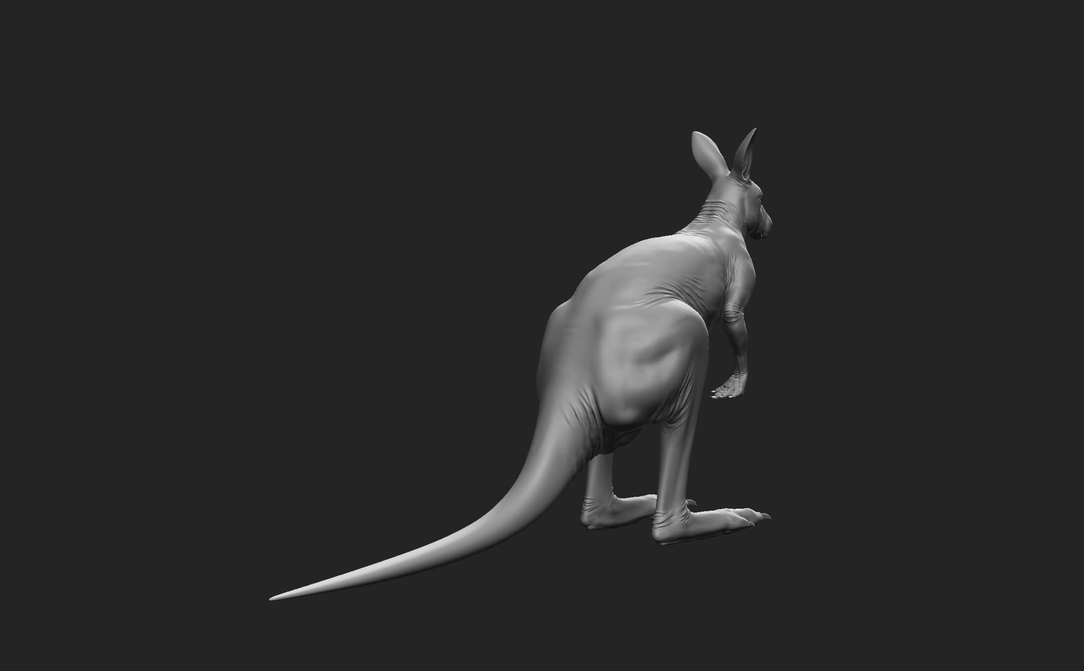 Kangaroo Male - 3D Model by Tsering
