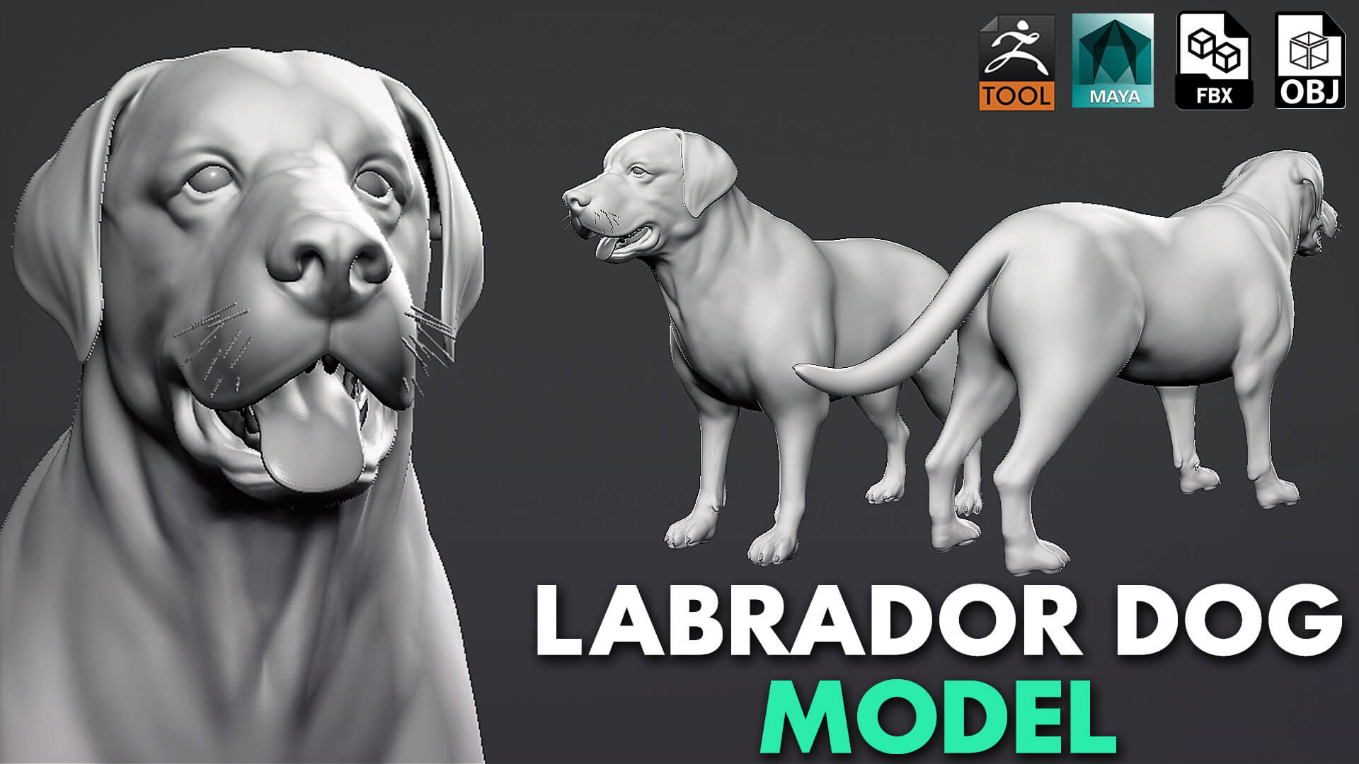 Labrador Dog - 3D Model by Tsering