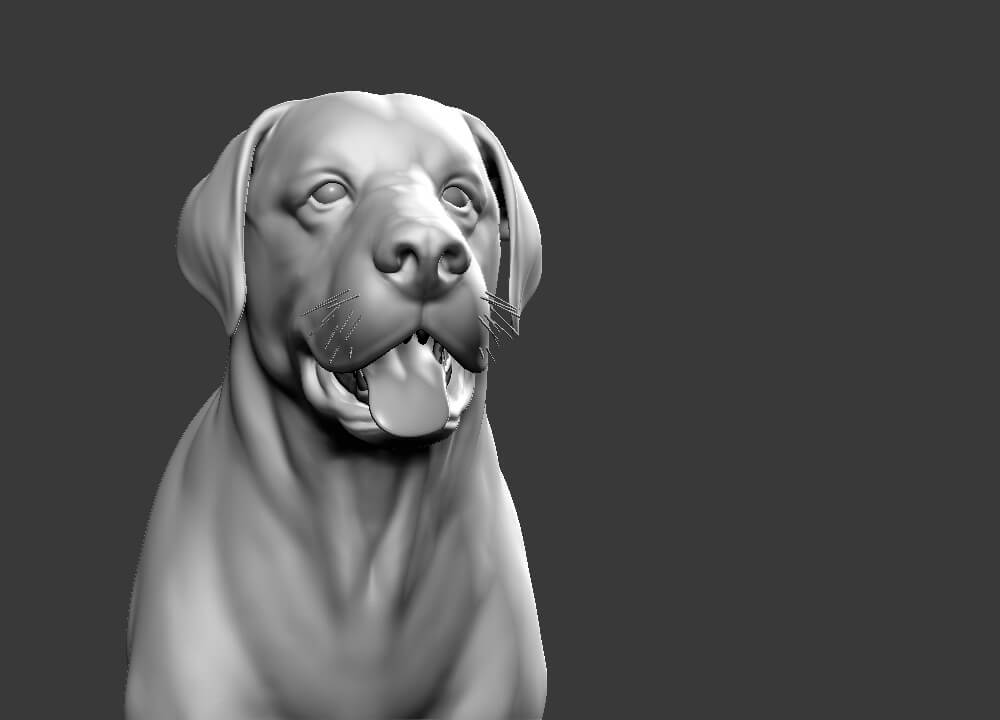 Labrador Dog - 3D Model by Tsering