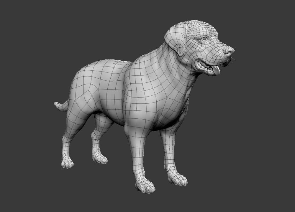 Labrador Dog - 3D Model by Tsering