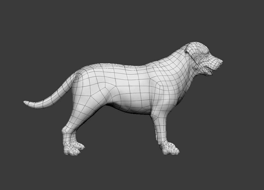 Labrador Dog - 3D Model by Tsering