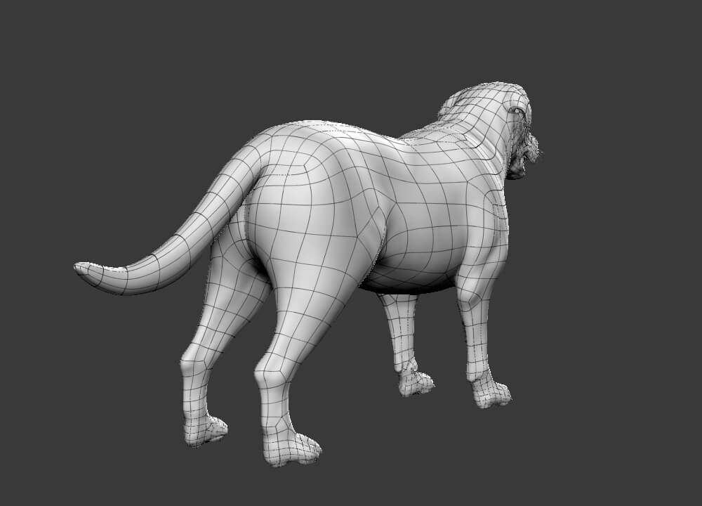 Labrador Dog - 3D Model by Tsering