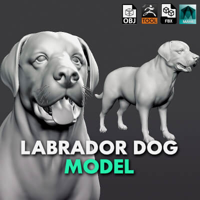Labrador Dog - 3D Model by Tsering