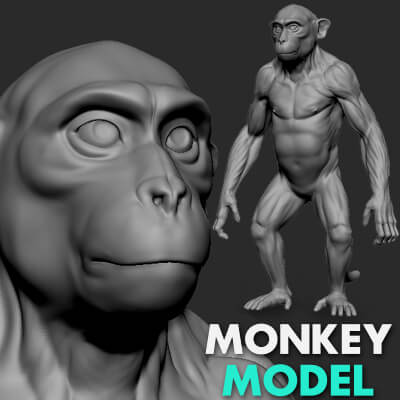 Tsering | 3D Models | Monkeys