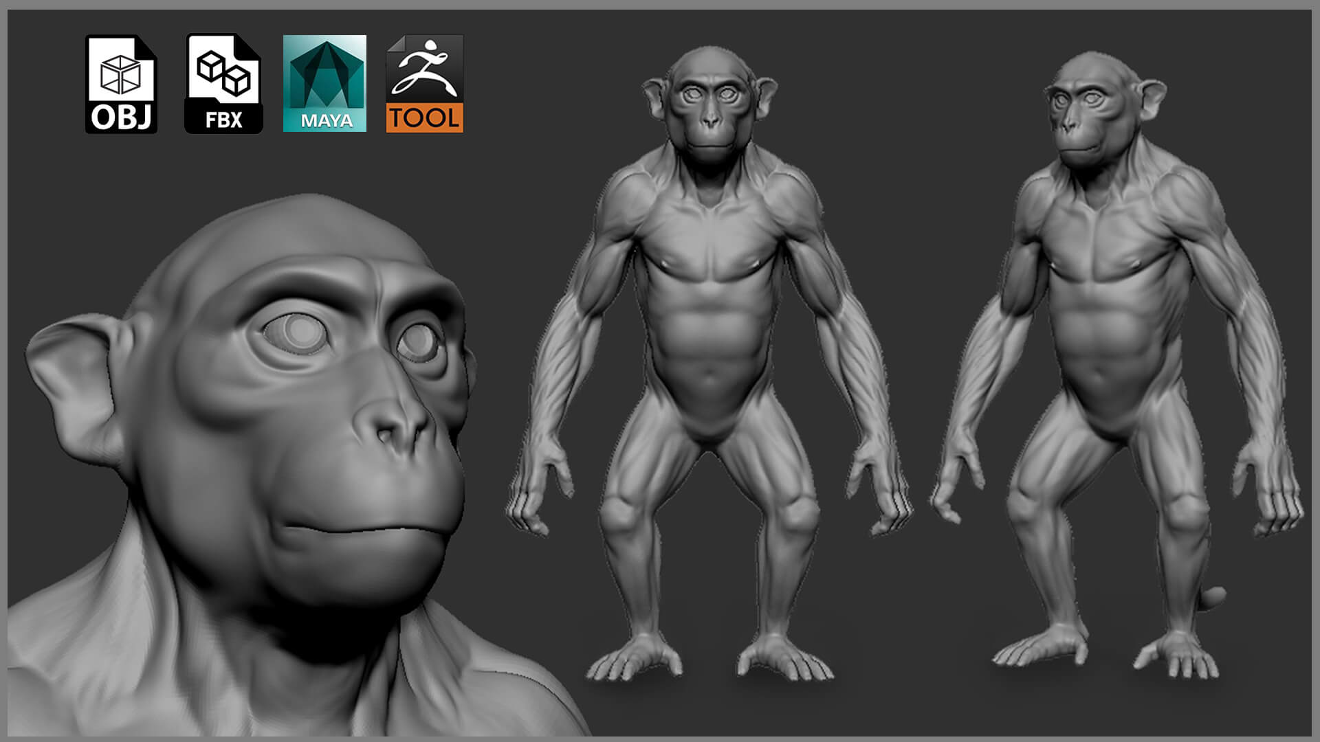 Monkey Sculpt - 3D Model by Tsering