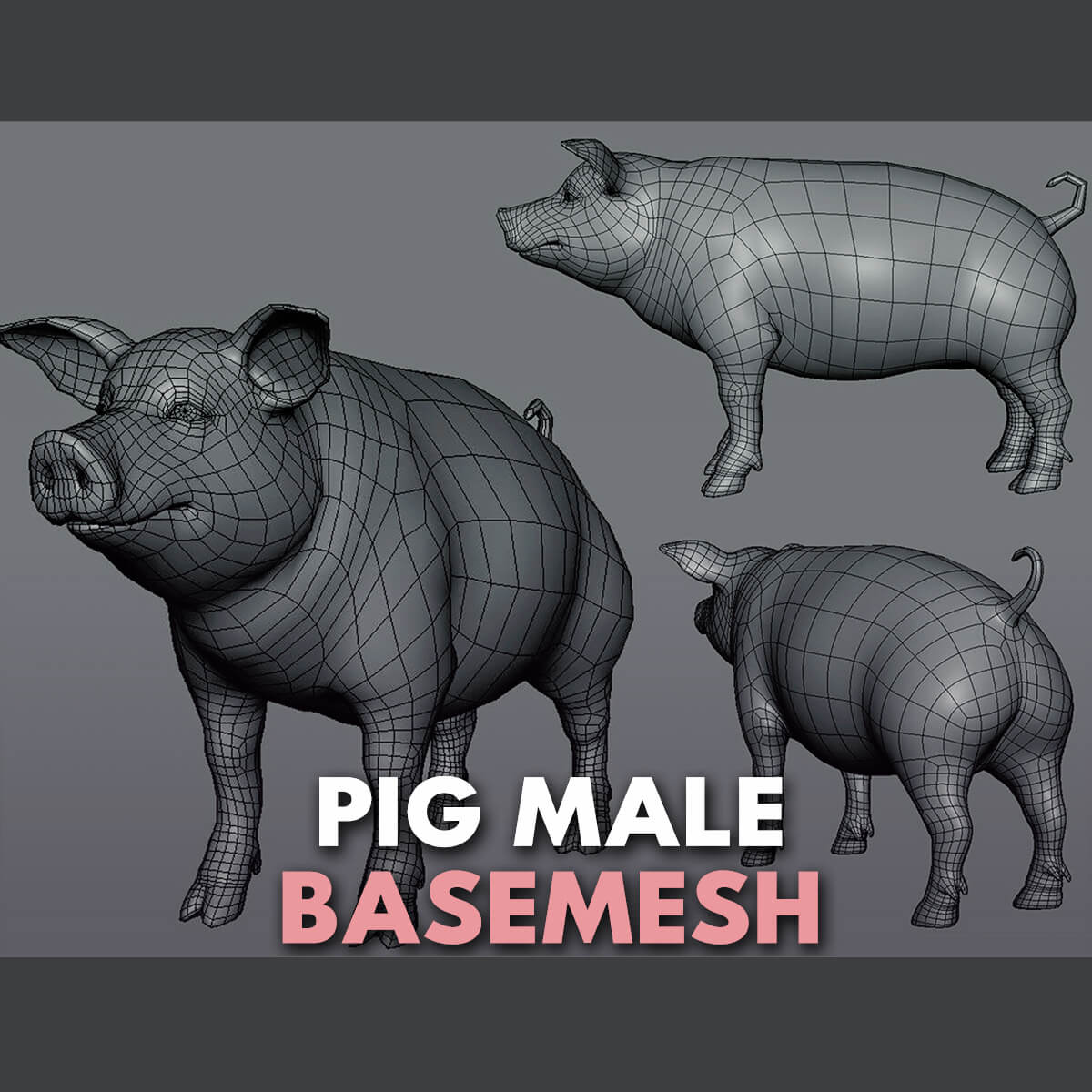 Pig Male Basemesh - 3D Model by Tsering
