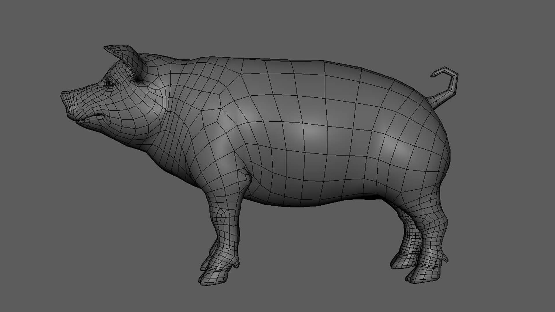 Pig Male Basemesh - 3D Model by Tsering