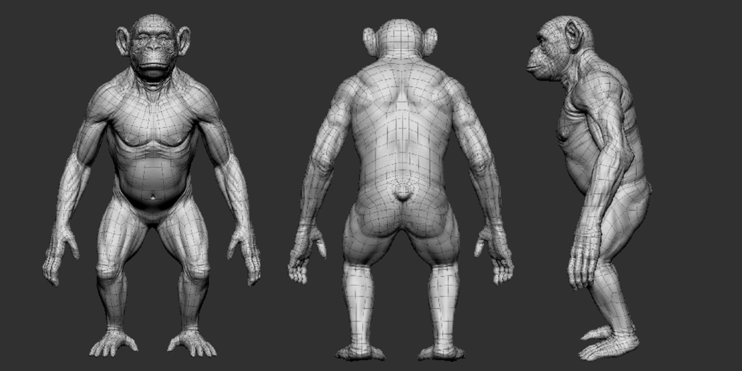 Primate Pack ( Chimp, Monkey, Gorilla, Orangutan) - 3D Model by Tsering