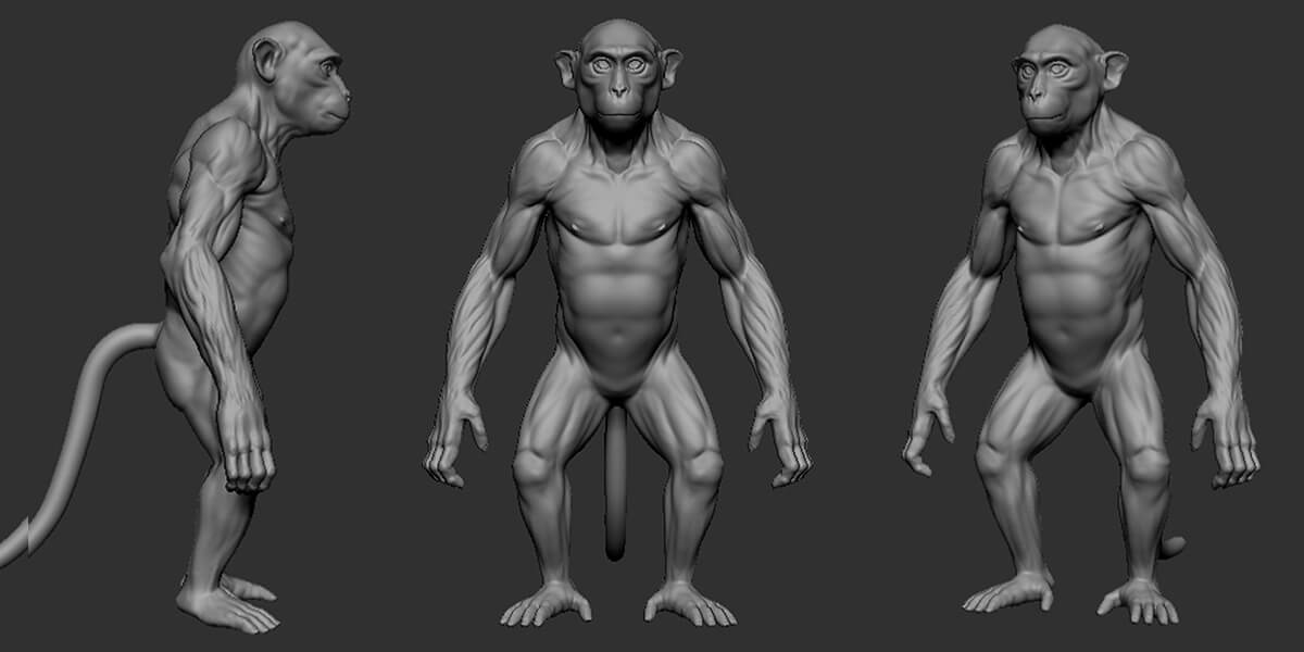 Primate Pack ( Chimp, Monkey, Gorilla, Orangutan) - 3D Model by Tsering