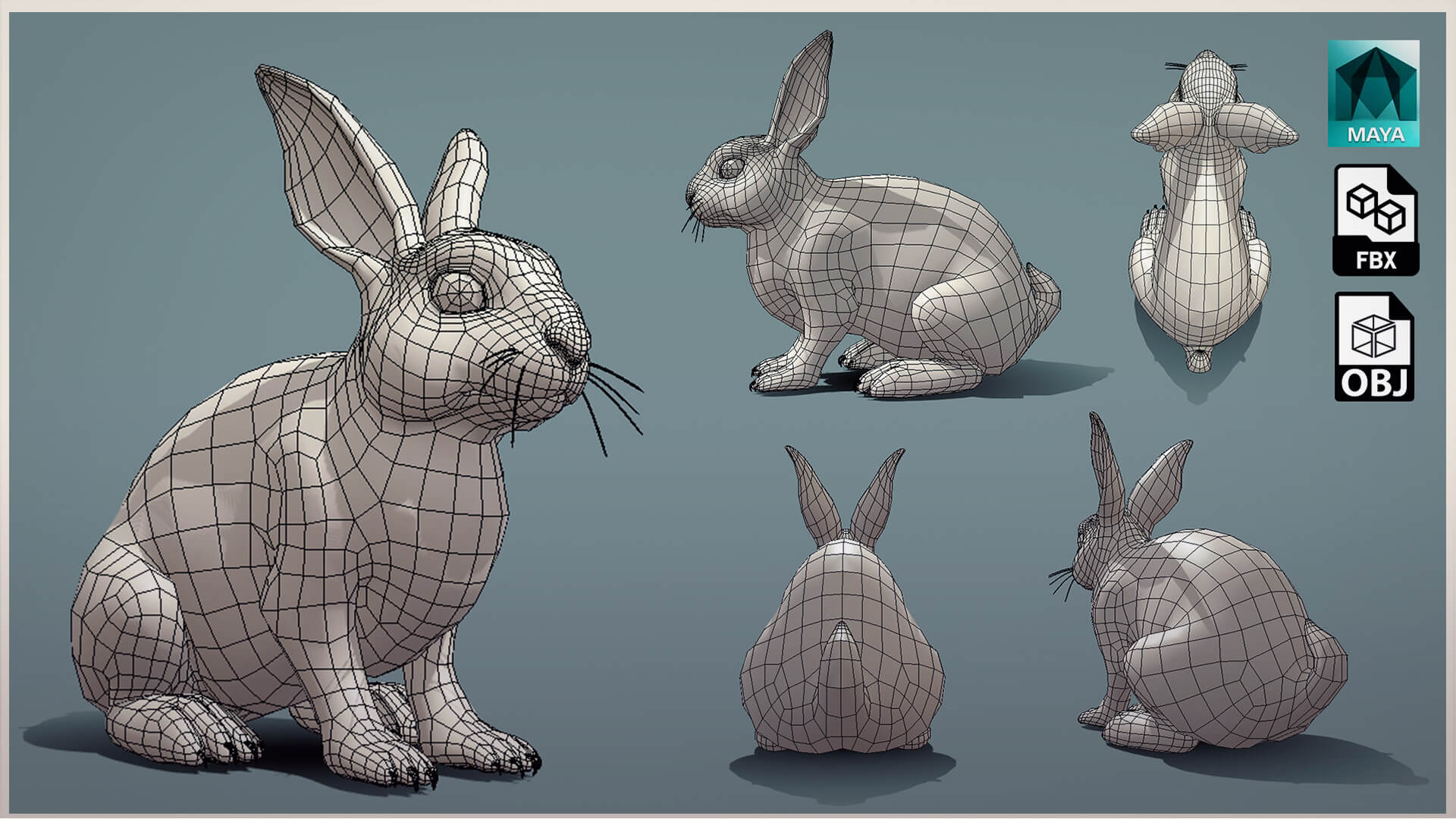 Rabbbit Model by Tsering
